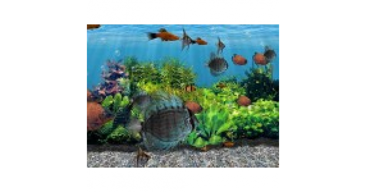 3D Fish School Screensaver | SW.CZ
